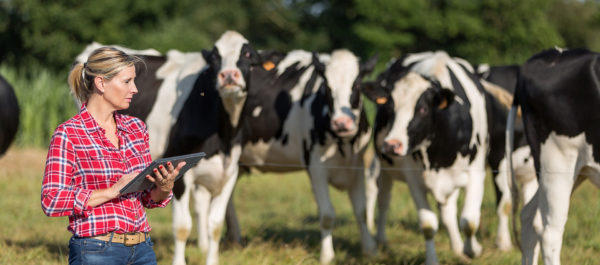 Signes de vaches - Avenir conseil élevage
